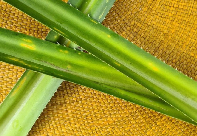 Linking landscapes to cultural creative sustainability | Royal College ...