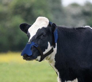 ZELP: Reducing Methane in Agriculture | Royal College of Art